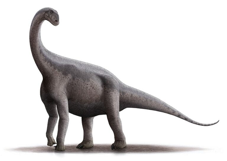 Jobaria | A Primitive Sauropod from Middle Jurassic Africa