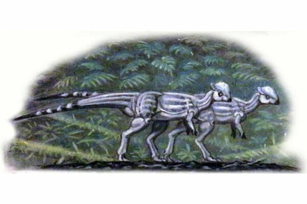 Sphaerotholus | "Dome Head" Dinosaur from the Late Cretaceous