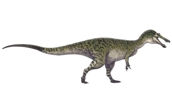 Baryonyx | "Heavy Claw" Theropod from Early Cretaceous Period