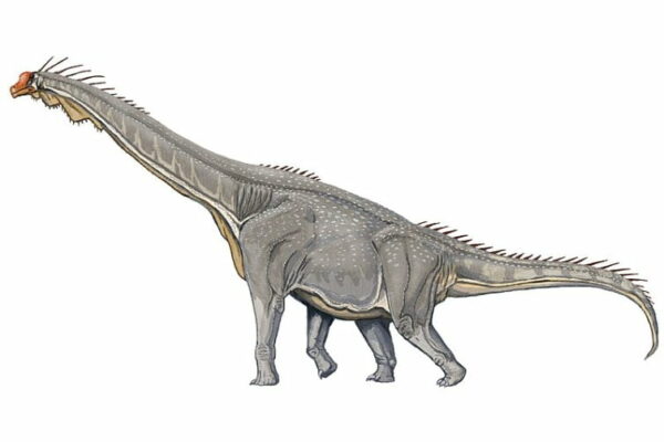 Brachiosaurus | The Giant of the Jurassic Period