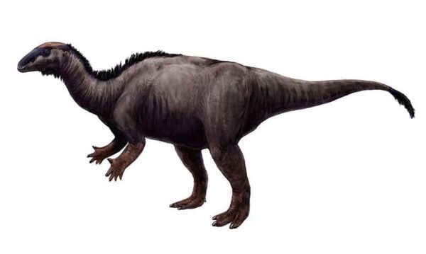 Camptosaurus | The Flexible Lizard of the Jurassic Era