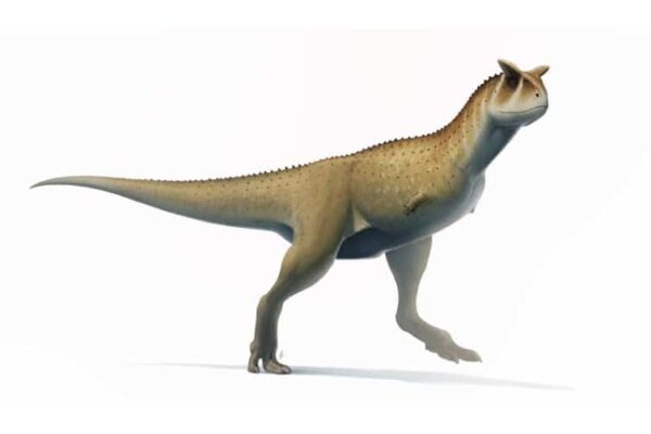 Carnotaurus | Fierce Horned Predator of the Late Cretaceous