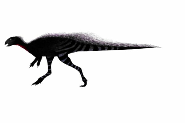 Nanosaurus | Exploring the Late Jurassic “Dwarf Lizard”
