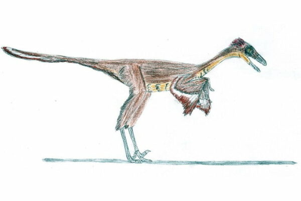 Troodon | Small Yet Intelligent Dino from the Late Cretaceous
