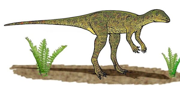 Lesothosaurus diagnostiscus | Lizard from Lesotho | Herbivore