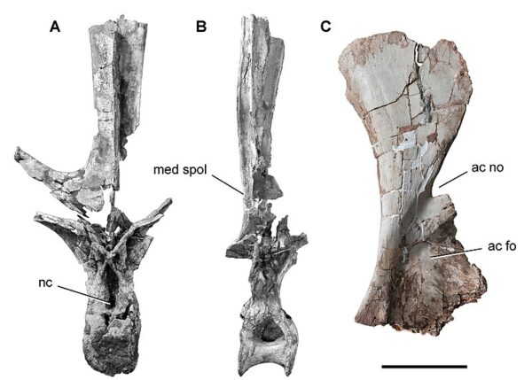 Rebbachisaurus | Giant Sauropod From Ancient Morocco