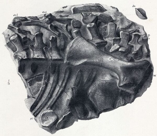 Scelidosaurus | Early Jurassic British Herbivore