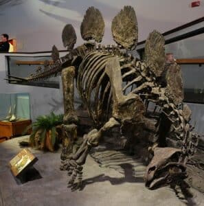 Hesperosaurus | The Late Jurassic “Western Lizard”