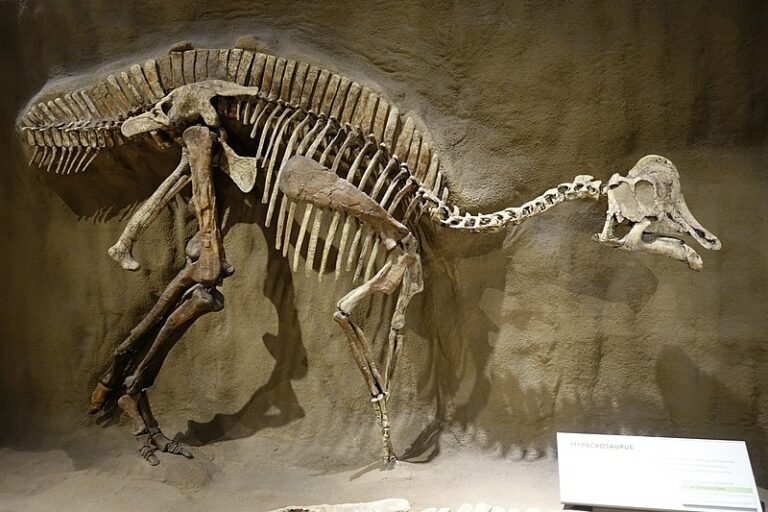 Hypacrosaurus | A Tall Duckbill Dinosaur from the Late Cretaceous