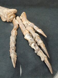 Parksosaurs | A Late Cretaceous Herbivore from Canada