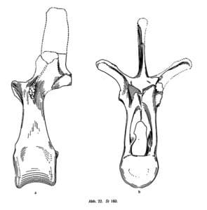Kentrosaurus | The Spiky Dinosaur of the Late Jurassic Era