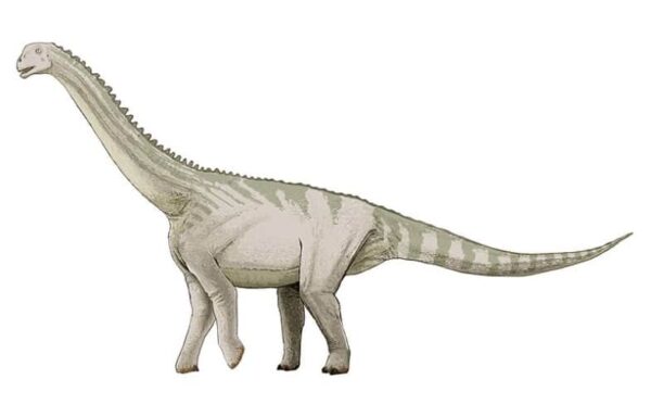 Bellusaurus | The Beautiful Dinosaur from Chinas' Middle Jurassic