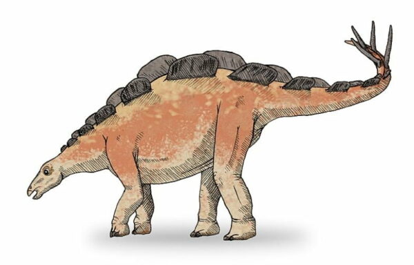 Wuerhosauru | Asian Stegosaurid Dinosaur From Early Cretaceous