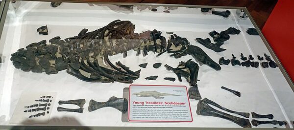 Scelidosaurus | Early Jurassic British Herbivore