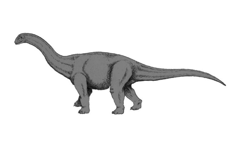 Cetiosaurus: The Whale Lizard of the Middle Jurassic Era