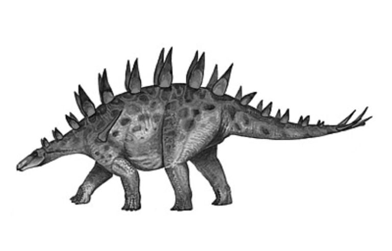 Chungkingosaurus | A Late Jurassic Stegosaur from China
