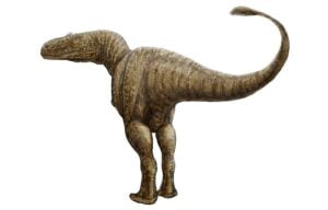 Condorraptor | Lower-Middle Jurassic Predator from Cerro Condor