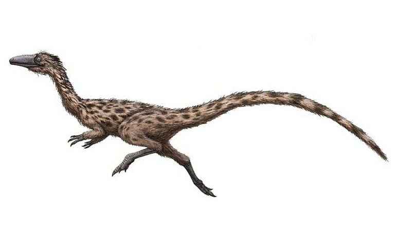 Podokesaurus | Swift-Footed Dinosaur of the Early Jurassic