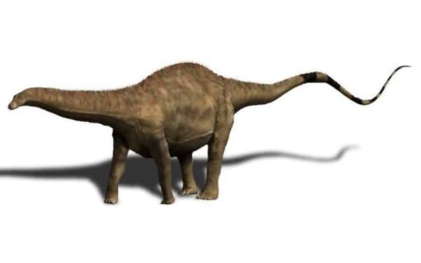 Rebbachisaurus | Giant Sauropod From Ancient Morocco