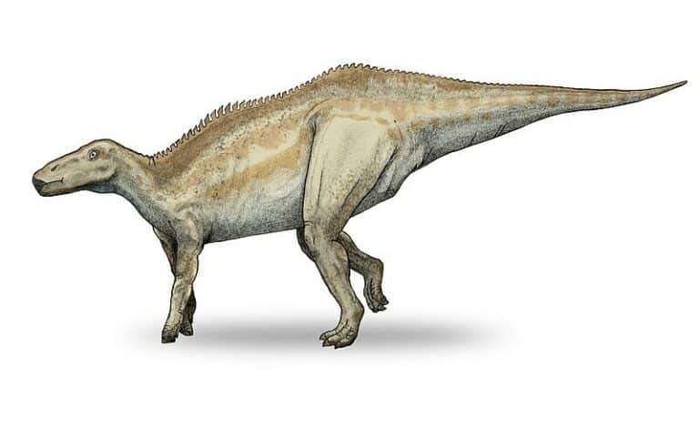 Shantungosaurus | A Giant Herbivore of the Late Cretaceous