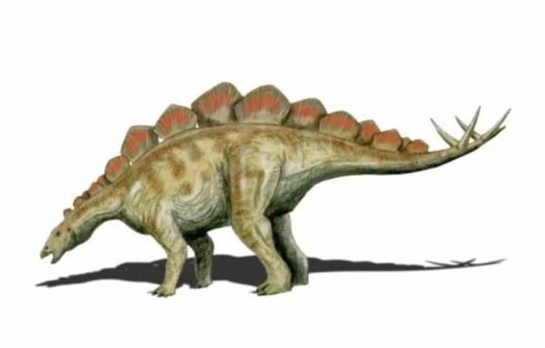 Hesperosaurus | The Late Jurassic “Western Lizard”