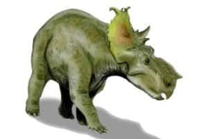 Pachyrhinosaurus | Thick-Nosed Dino of the Late Cretaceous