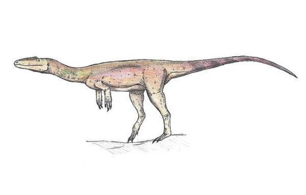 Sarcosaurus | European Jurassic Carnivore Theropod Dinosaur