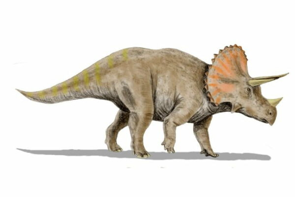 Triceratops | Iconic Three-Horned Dinosaur of the Late Cretaceous