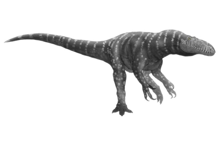 Secernosaurus | Separated Lizard | Herbivore