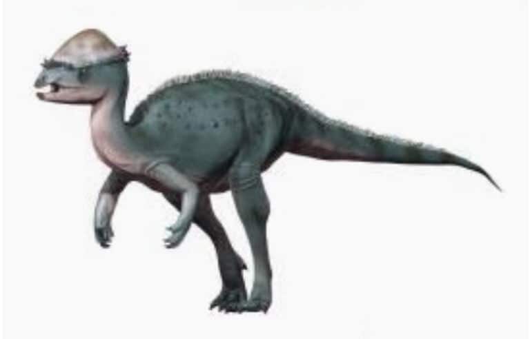 Secernosaurus | Separated Lizard | Herbivore