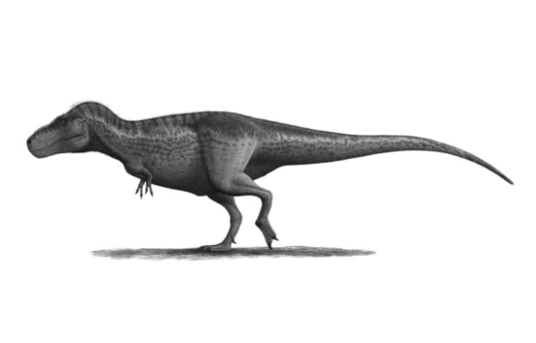 Tyrannosaurus Rex: The King of the Cretaceous Period