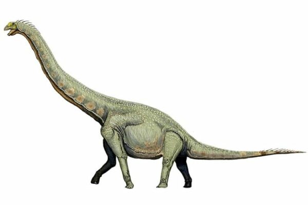 Sauropods | A Guide to the Largest Dinosaurs to Ever Live