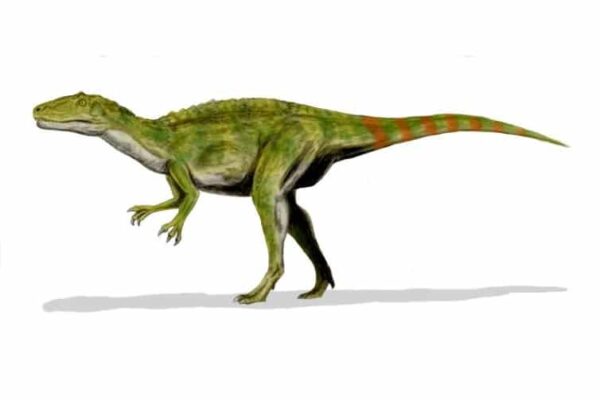 Fukuiraptor | Japan's Early Cretaceous "Thief of Fukui"
