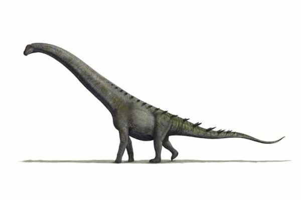 Futalognkosaurus | Late Cretaceous “Giant Chief Lizard”