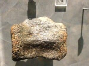 Hypsibema | Little Known North Carolina Herbivore DInosaur