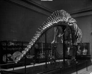 Apatosaurus: The Deceptive Lizard of the Late Jurassic Era