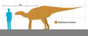 Bactrosaurus | The Club Lizard of the Late Cretaceous Era