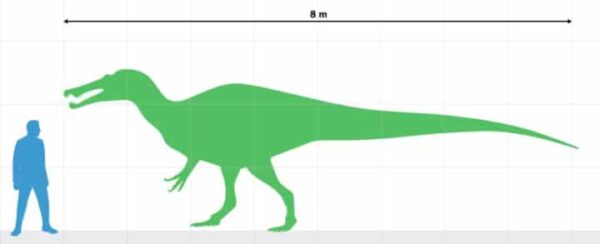 Baryonyx | "Heavy Claw" Theropod from Early Cretaceous Period