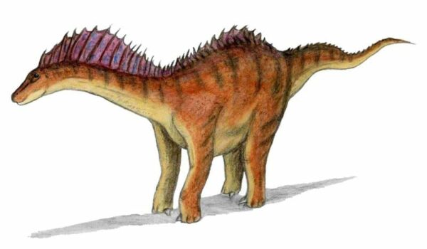 Amargasaurus | A Small Early Cretaceous Sauropod from Argentina