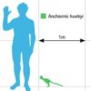 Anchiornis: Discovering a Near Bird from the Late Jurassic