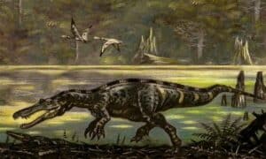Baryonyx | "Heavy Claw" Theropod from Early Cretaceous Period