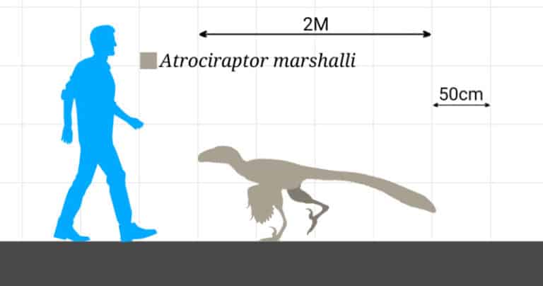 Atrociraptor | "Savage Thief" Theropod from the Late Cretaceous