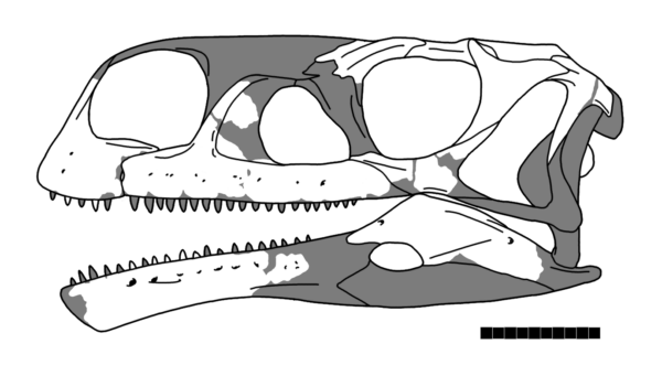 Aardonyx | The Earth Claw Dinosaur from South Africa