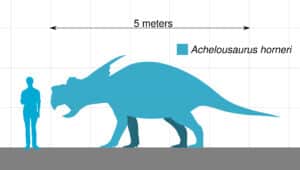 Achelousaurus | Unraveling the Mysteries of a Unique Dinosaur