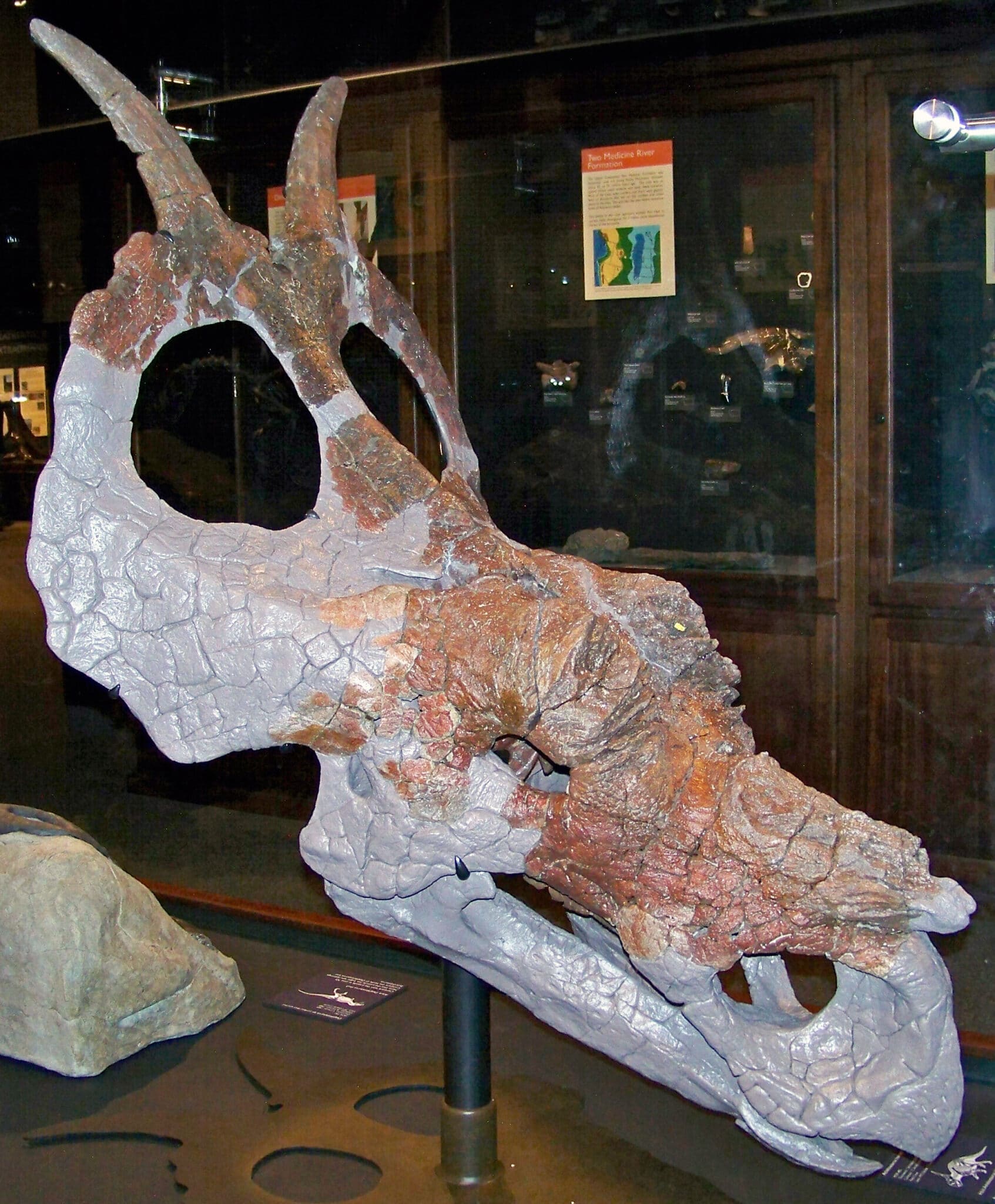 Achelousaurus | Unraveling the Mysteries of a Unique Dinosaur