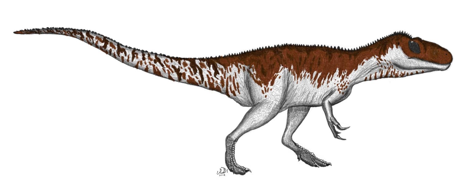 Afrovenator | The "African Hunter" from the Middle Jurassic