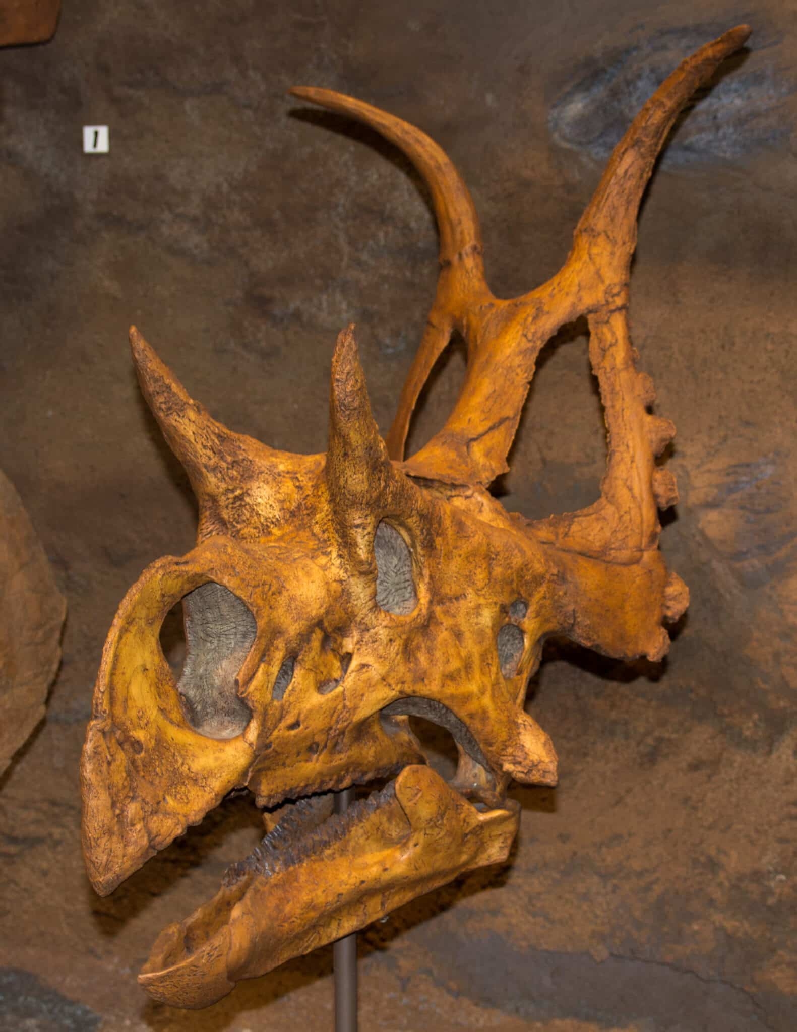 Diabloceratops: Devil-Horned Face of the Late Cretaceous