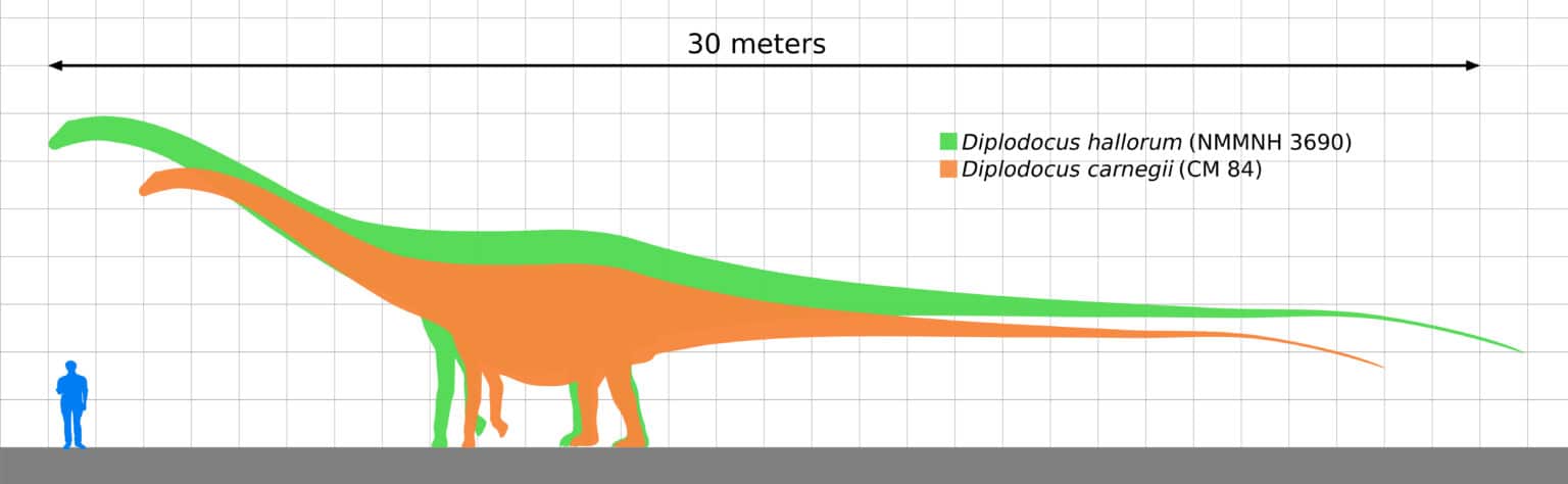 Diplodocus: The Long-Necked Giant of the Jurassic Era