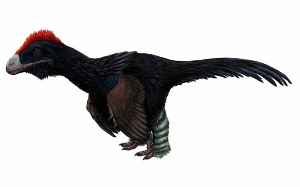 Atrociraptor | "Savage Thief" Theropod from the Late Cretaceous