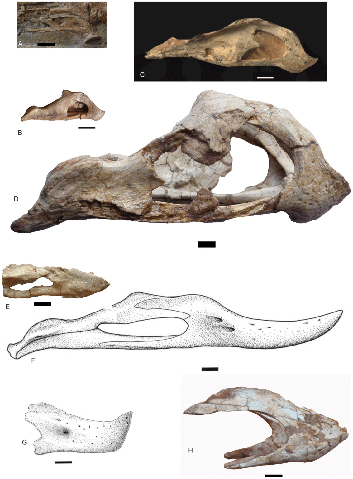 Oviraptor: The Misunderstood 'Egg Thief' Dinosaur
